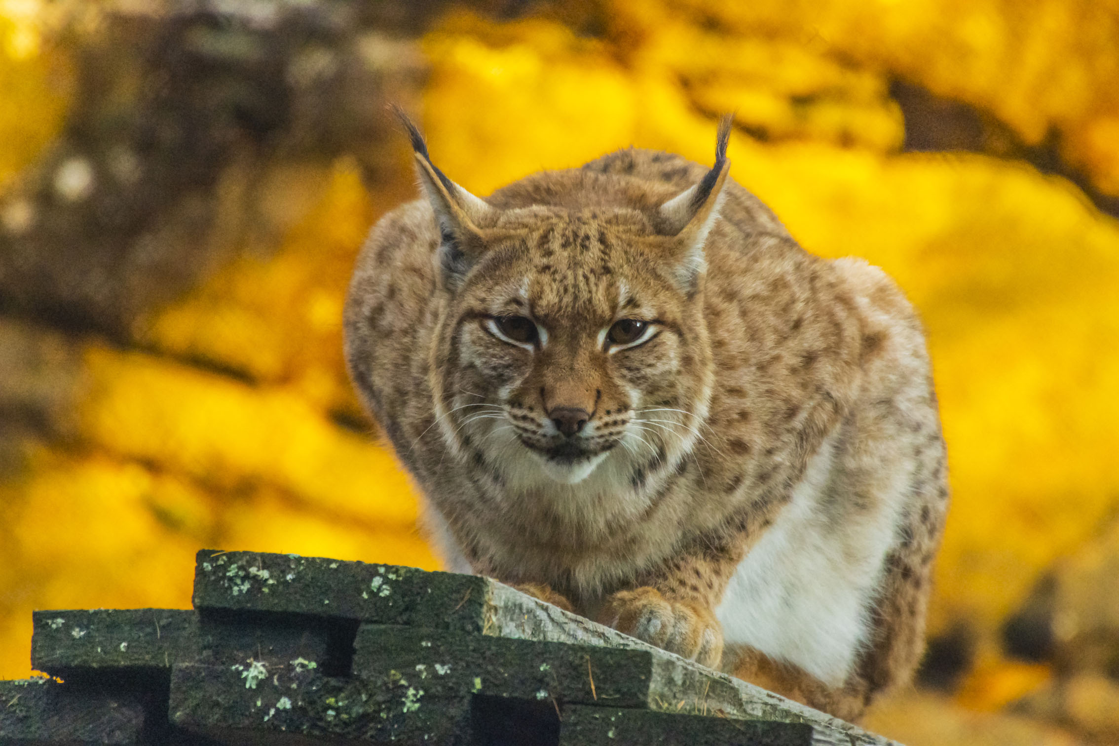 Zoo von Les Marécottes - Martigny Tourismus - Wallis Schweiz