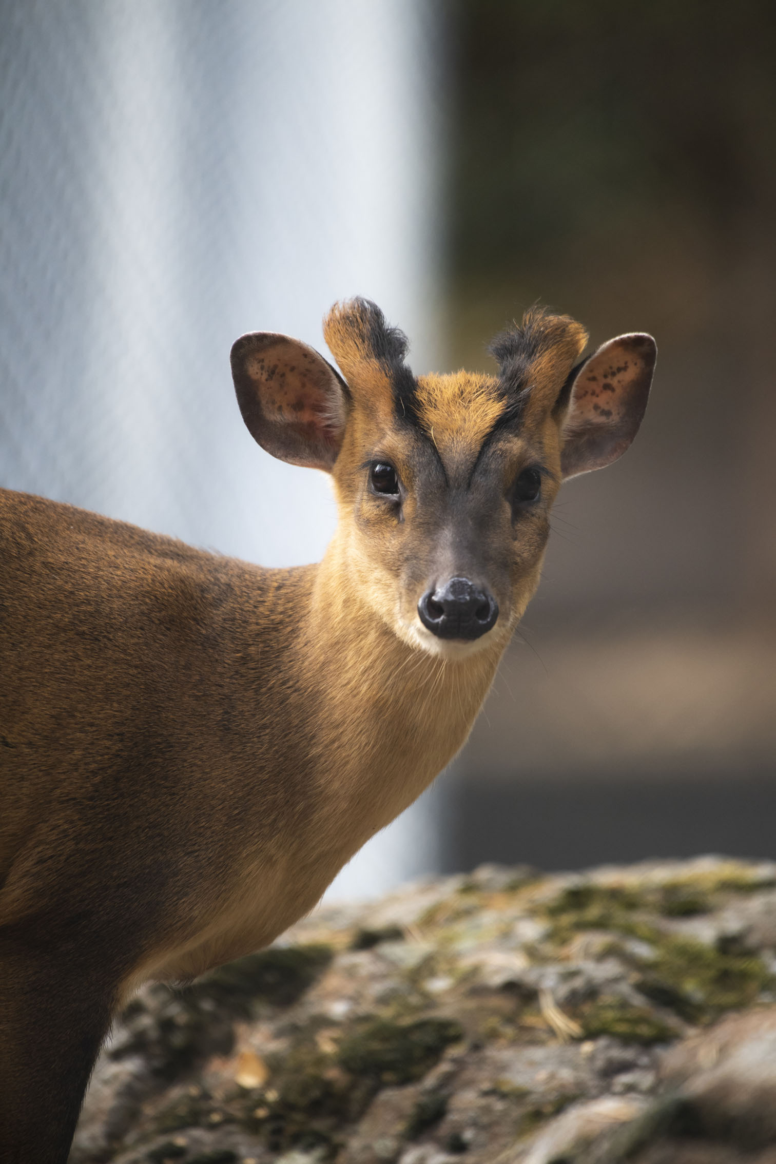 Zoo von Les Marécottes - Martigny Tourismus - Wallis Schweiz